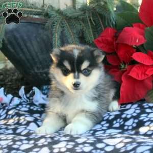 Pomsky Puppies For Sale - Greenfield Puppies
