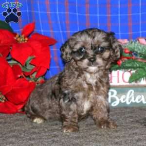 Cavapoo Puppies For Sale - Greenfield Puppies