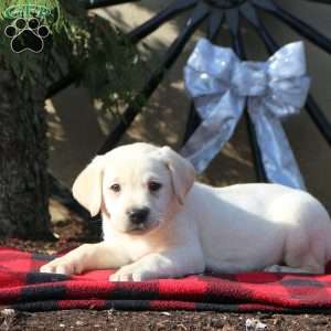 Yellow Labrador Retriever Puppies For Sale - Greenfield Puppies
