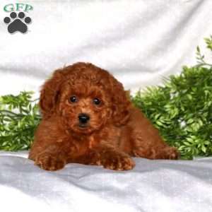 Sam and Rachael Stoltzfus Dog Breeder