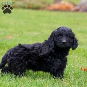 Cockapoo Puppies for Sale - Greenfield Puppies