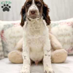 English Springer Spaniel Puppies for Sale | Greenfield Puppies