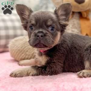 Karen Yoder - Greenfield Puppies