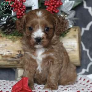 Cavapoo Puppies For Sale - Greenfield Puppies