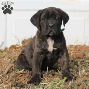 Cane Corso Puppies For Sale | Greenfield Puppies