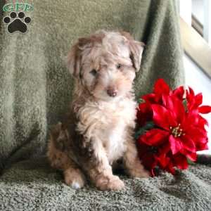 Sam Beiler - Greenfield Puppies