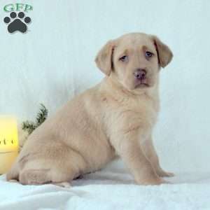 Yellow Labrador Retriever Puppies For Sale - Greenfield Puppies