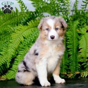 Australian Shepherd Puppies For Sale - Greenfield Puppies