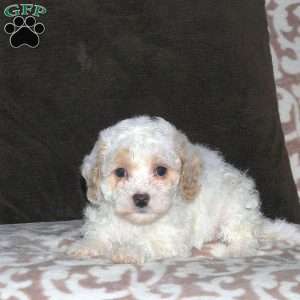 Bich-poo Puppies For Sale - Greenfield Puppies