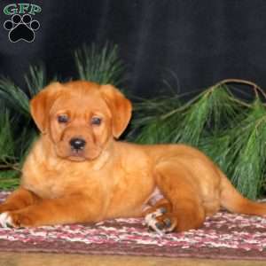 Fox Red Labrador Retriever Puppies for Sale - Greenfield Puppies