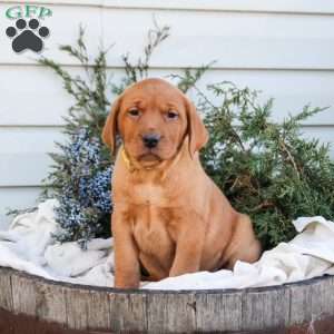Fox Red Labrador Retriever Puppies for Sale - Greenfield Puppies