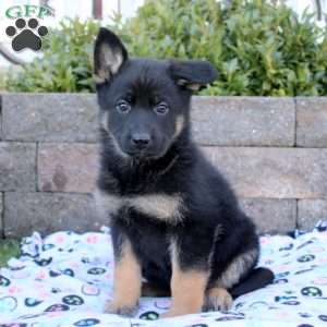 German Shepherd Puppies For Sale - Greenfield Puppies