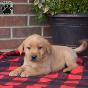 Fox Red Labrador Retriever Puppies for Sale - Greenfield Puppies