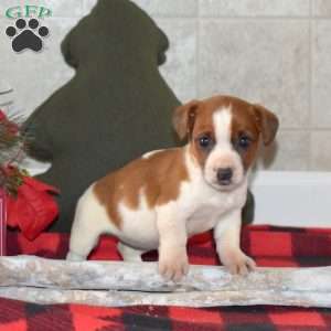 Jack Russell Terrier Puppies For Sale - Greenfield Puppies