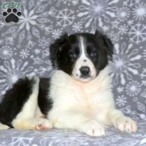 Border Collie Puppies For Sale - Greenfield Puppies