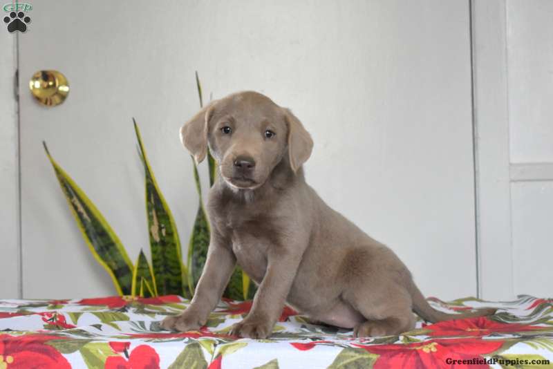 Macy - Silver Labrador Retriever Puppy For Sale in Pennsylvania