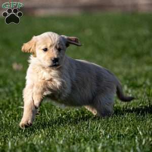 Golden Retriever Puppies For Sale - Greenfield Puppies