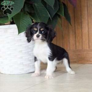 Cockalier Puppies For Sale | Greenfield Puppies