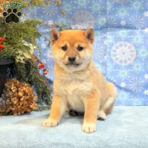 Shiba Inu Puppies For Sale | Greenfield Puppies