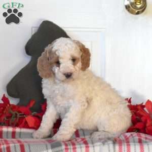 Cockapoo Puppies for Sale - Greenfield Puppies