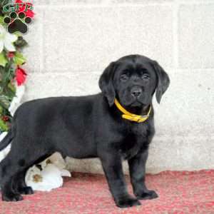 Black Labrador Retriever Puppies For Sale - Greenfield Puppies