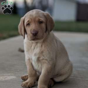 Yellow Labrador Retriever Puppies For Sale - Greenfield Puppies
