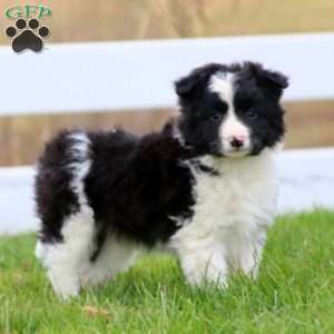 Border Collie Puppies For Sale - Greenfield Puppies