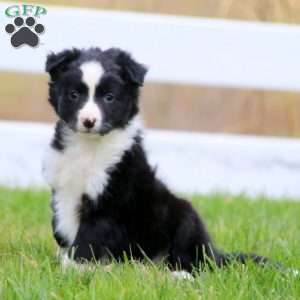 Border Collie Puppies For Sale - Greenfield Puppies