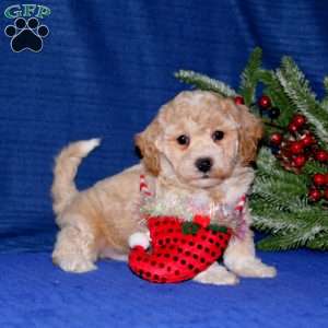 Bich-poo Puppies For Sale - Greenfield Puppies