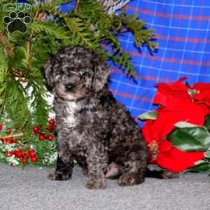 Cockapoo Puppies for Sale - Greenfield Puppies