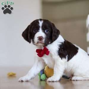 English Springer Spaniel Puppies for Sale | Greenfield Puppies
