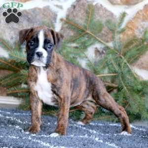 Boxer Puppies For Sale - Greenfield Puppies