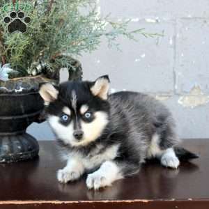 Pomsky Puppies For Sale - Greenfield Puppies
