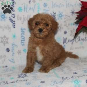 David Beiler - Greenfield Puppies