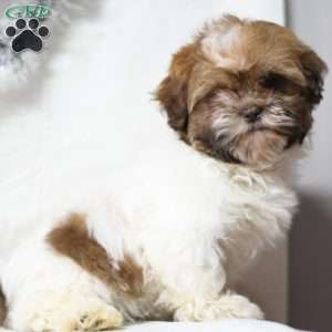 Shih Tzu Puppies For Sale - Greenfield Puppies
