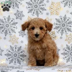 Popular Puppies - See Popular Puppies for Sale | Greenfield Puppies