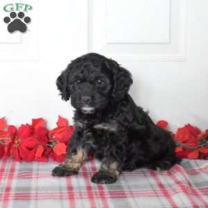 Cockapoo Puppies for Sale - Greenfield Puppies