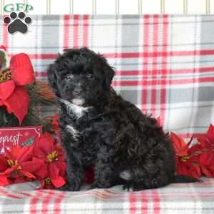 Havapoo Puppies For Sale - Greenfield Puppies