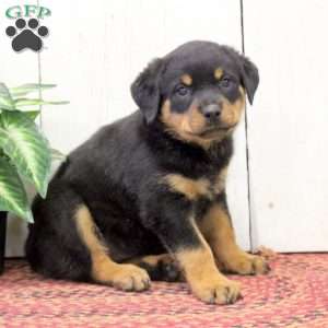 Jason Rohrer - Greenfield Puppies