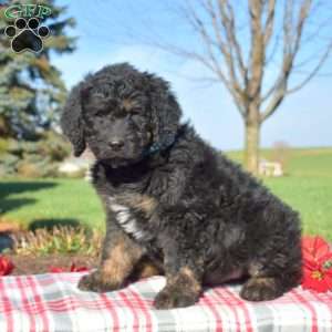 Rottie-Poo Puppies For Sale | Greenfield Puppies