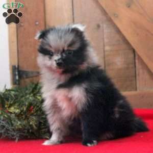 Pomeranian Puppies For Sale - Greenfield Puppies