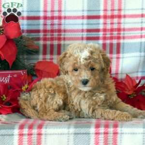 Havapoo Puppies For Sale - Greenfield Puppies
