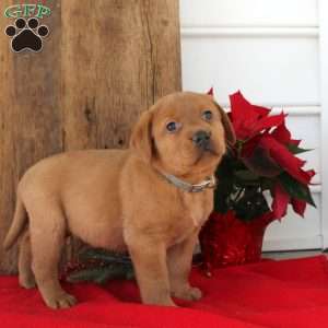 Fox Red Labrador Retriever Puppies for Sale - Greenfield Puppies