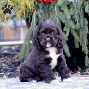 Cocker Spaniel Puppies For Sale | Greenfield Puppies