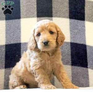 Cockapoo Puppies for Sale - Greenfield Puppies
