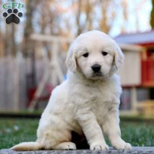 English Cream Golden Retriever Puppies For Sale - GFP