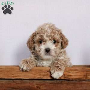 Bich-poo Puppies For Sale - Greenfield Puppies
