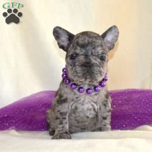 French Bulldog Puppies For Sale - Greenfield Puppies
