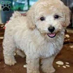 Bich-poo Puppies For Sale - Greenfield Puppies