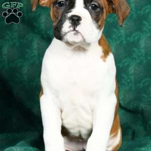 Boxer Puppies For Sale - Greenfield Puppies